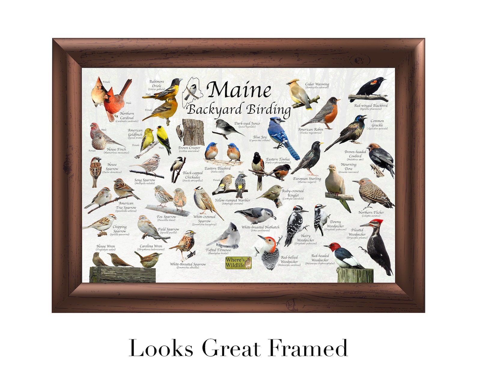 Birds of Maine Backyard Birding Identification Picture Print / - Etsy