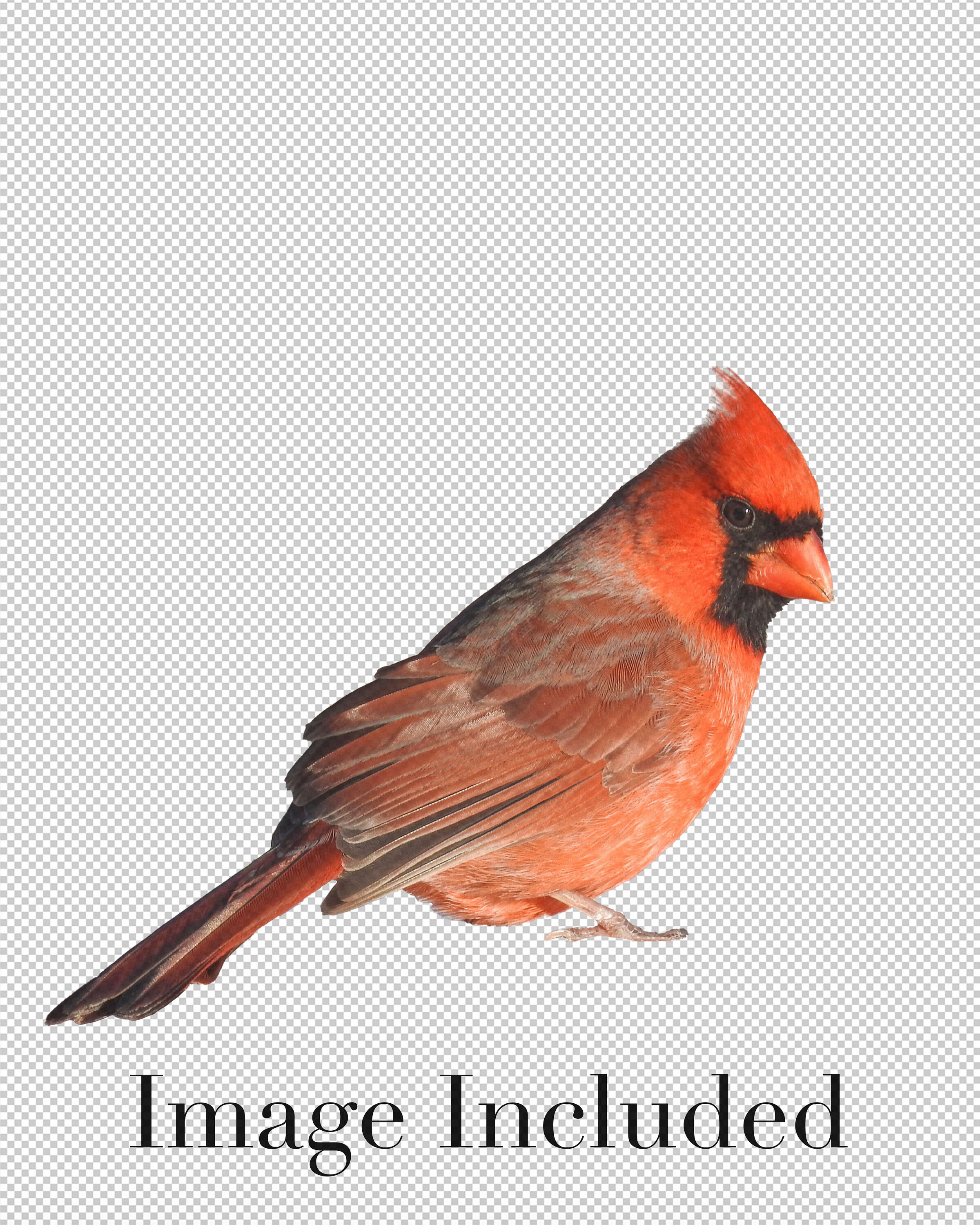 Northern Cardinal Bird Set of 5 PNG Clipart With Transparent - Etsy