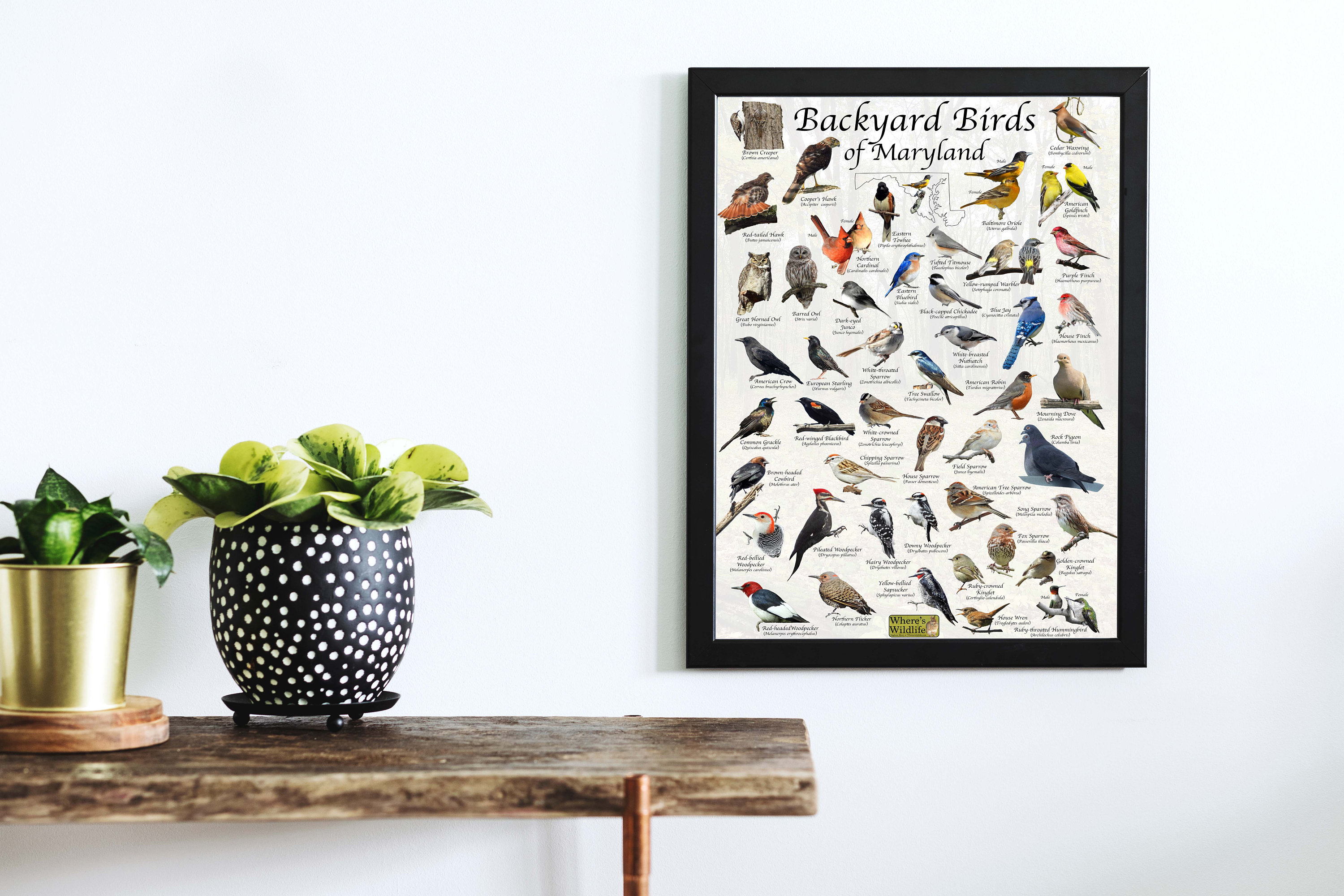 Backyard Birds of Maryland Bird Identification Poster / Bird Field ...