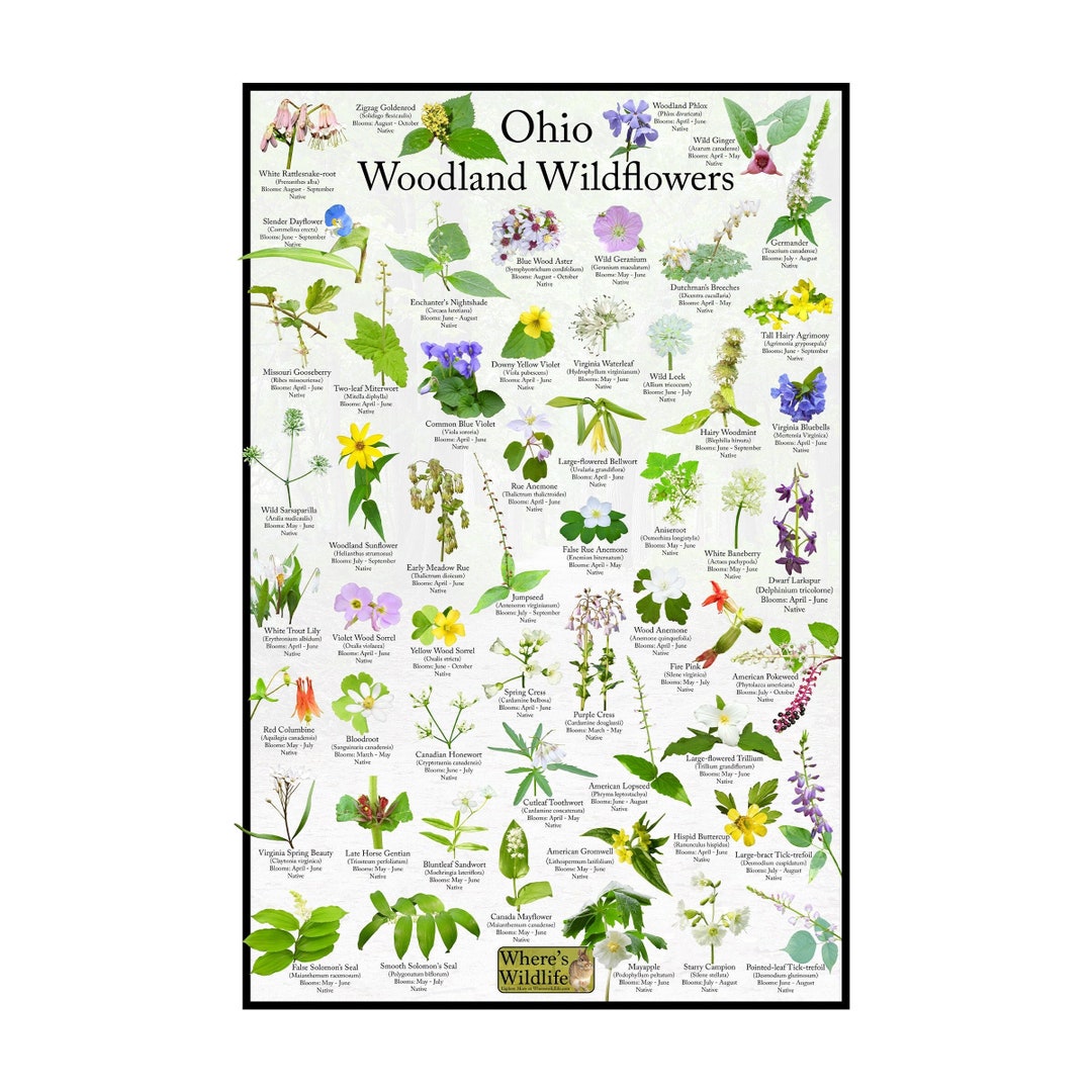 Ohio Woodland Wildflower Field Guide / State Flower Identification ...