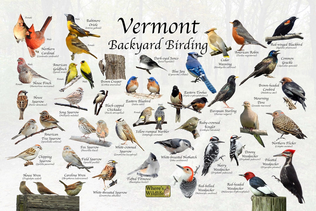 Birds of Vermont Backyard Birding Identification Picture Print / Great ...