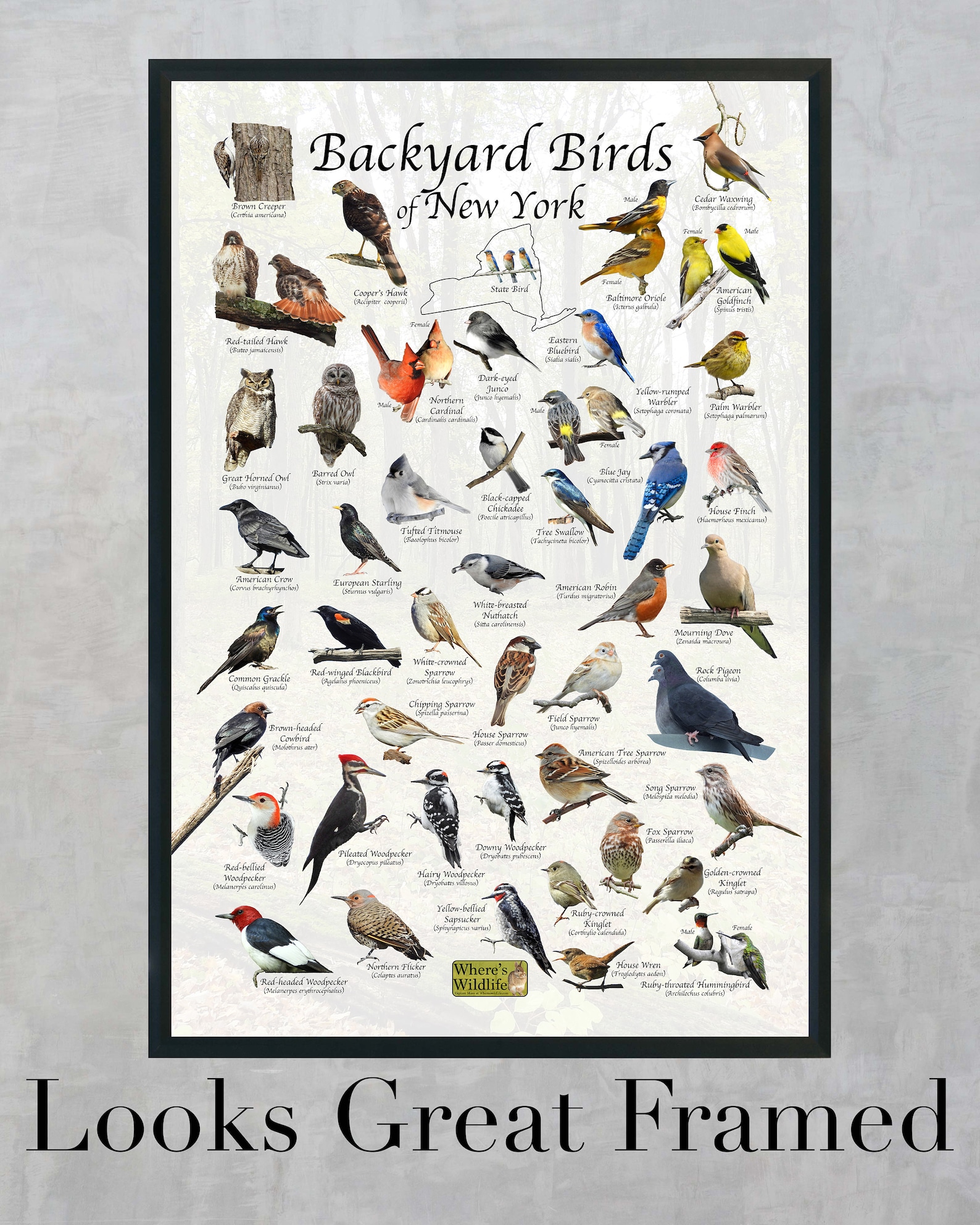 Backyard Birds of New York Bird Identification Poster - Bird Field ...