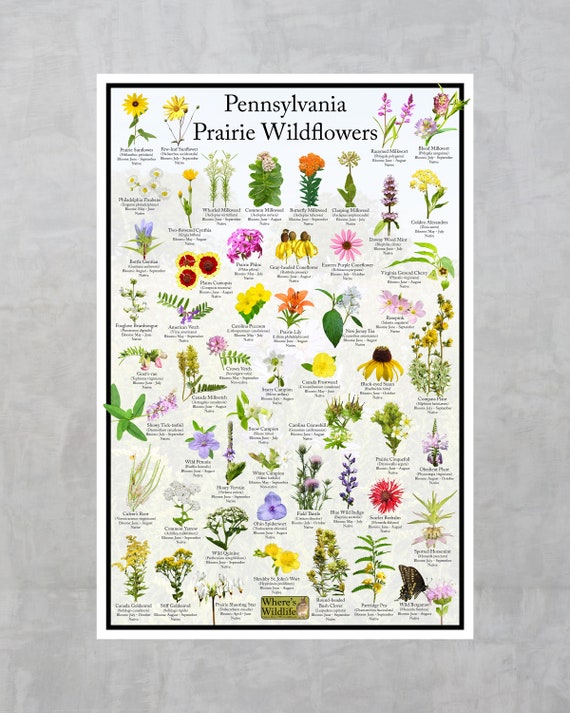 Pennsylvania Native Wildflowers Wildflowers | Prairie Nursery