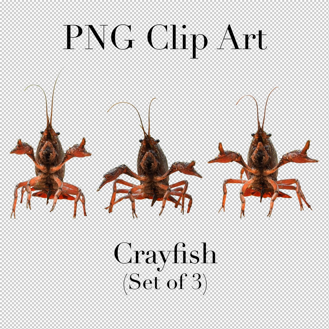 Crayfish Crustaceans Clip Art (set of 3) PNG Clipart With Transparent ...