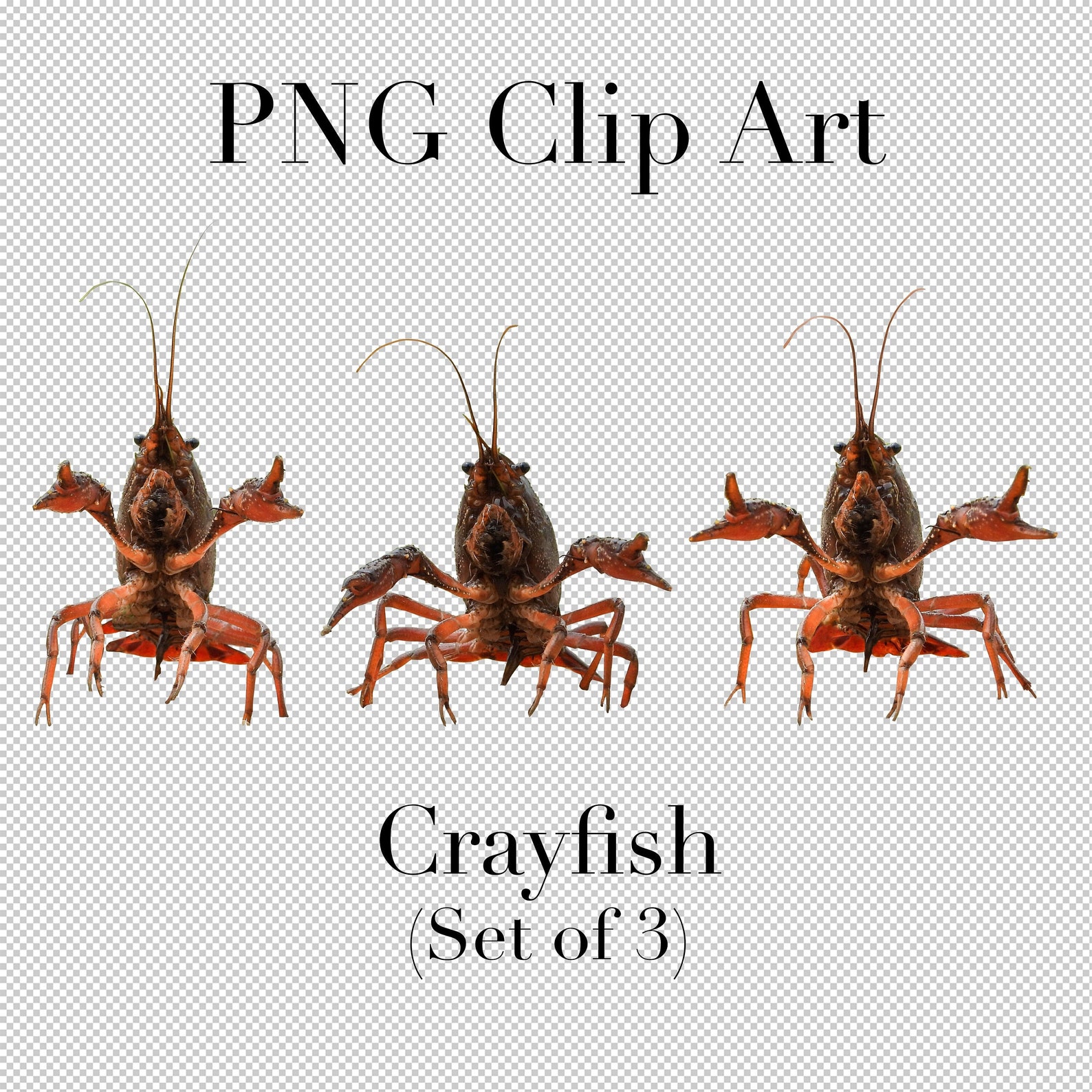 Crayfish Crustaceans Clip Art (set of 3) PNG Clipart With Transparent ...