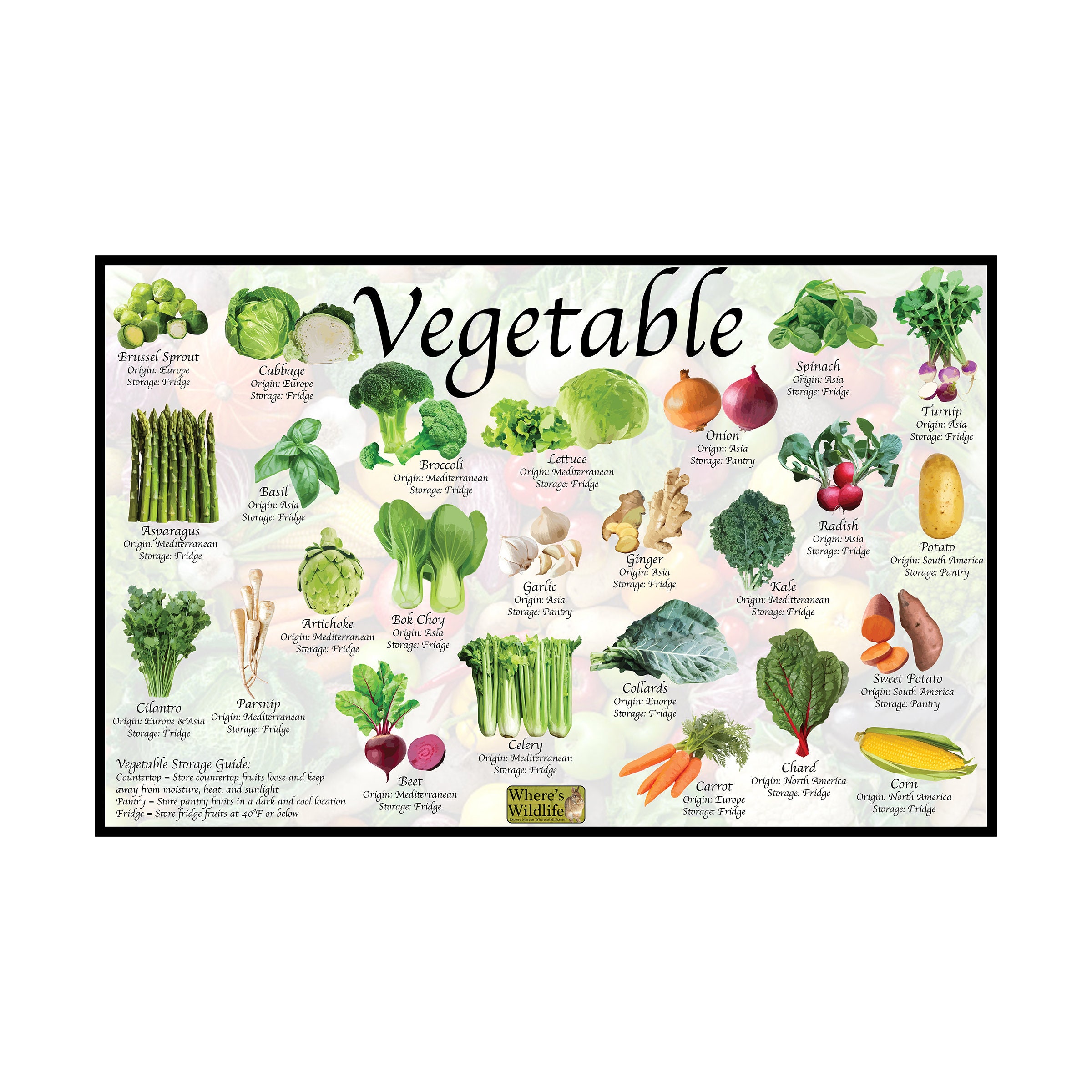 Vegetable Poster / Culinary Poster Providing Origin, Best Storage, and ...