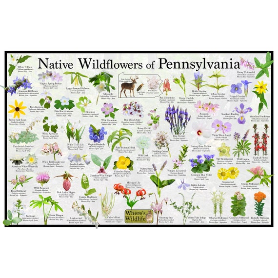 Pennsylvania Native Wildflowers Wildflowers | Prairie Nursery