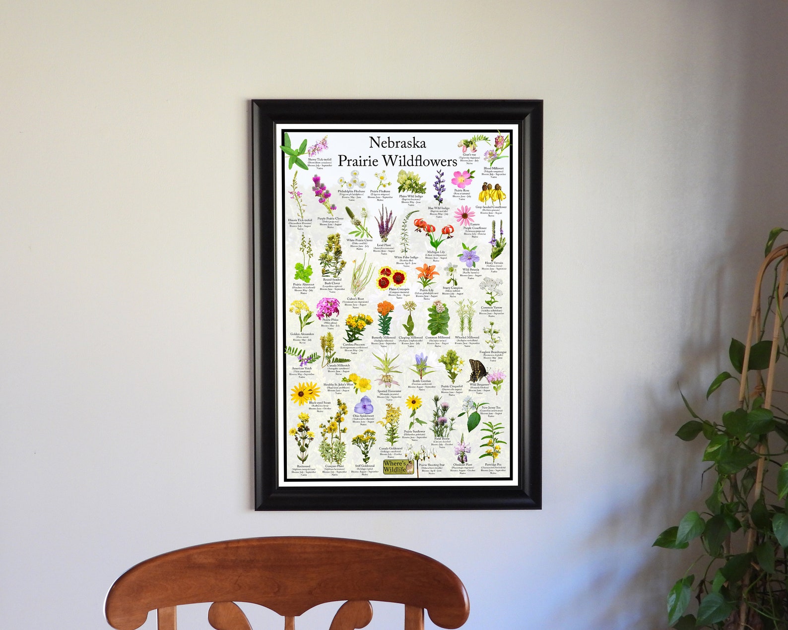 Nebraska Prairie Wildflower Poster / State Flower Guide Providing ...