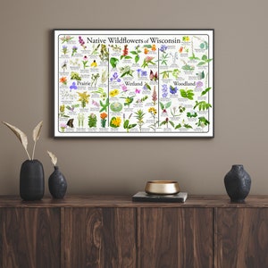 Native Wildflowers of Wisconsin Flower Identification Poster Divided ...