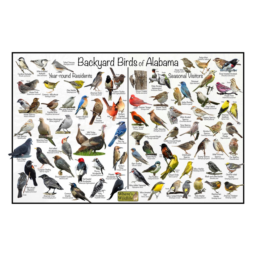 Backyard Birds of Alabama Bird Identification Poster Divided Into Year ...