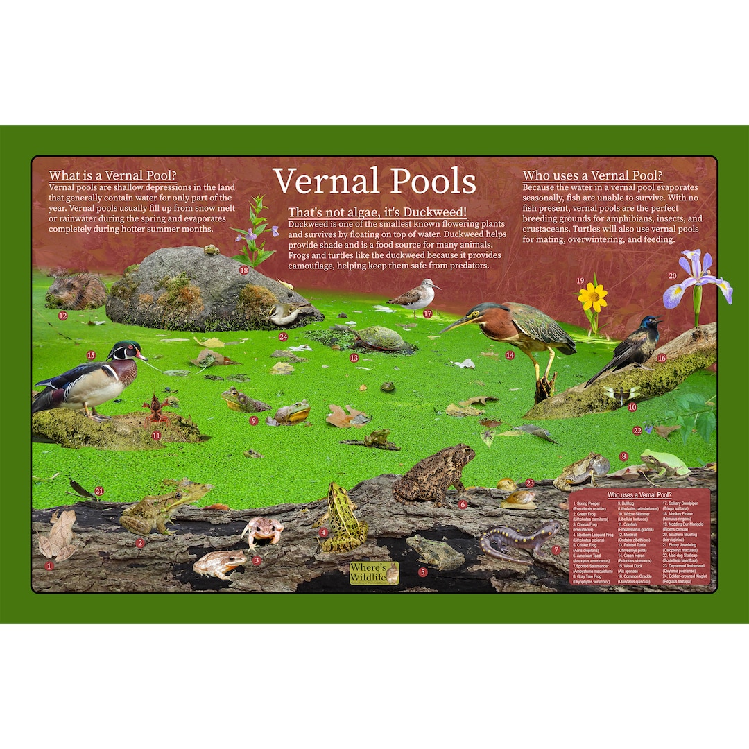 Vernal Pools Educational Nature Poster / Fun Kids Wildlife Poster - Etsy