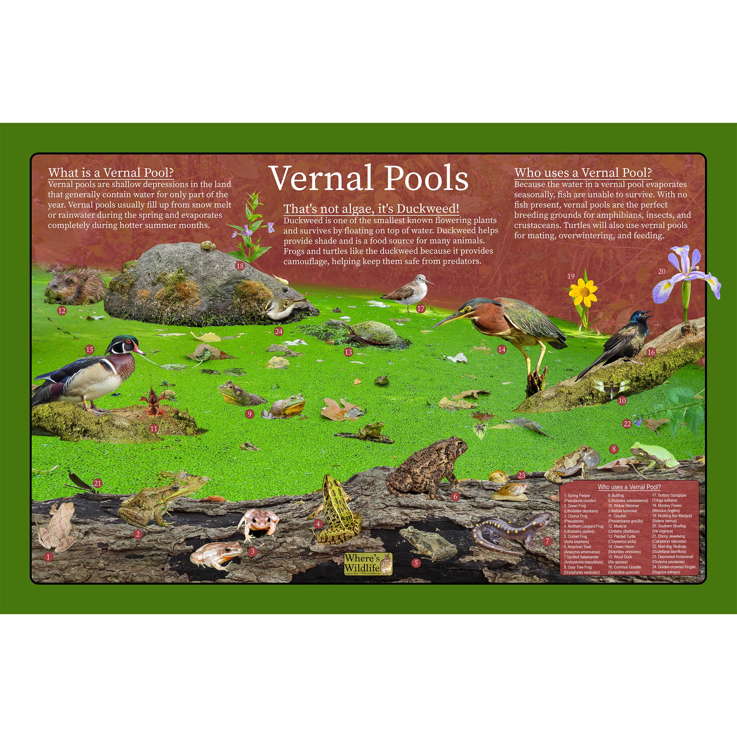 Vernal Pool Image S