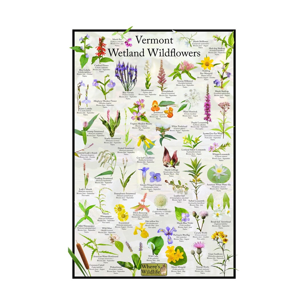 Vermont Wetland Wildflower Identification Poster / Wildflower Field ...