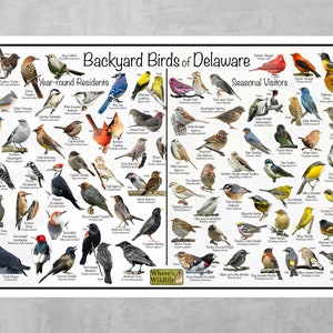 Backyard Birds of Delaware Bird Identification Poster Divided Into Year ...