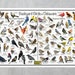 Backyard Birds of Delaware Bird Identification Poster Divided Into Year-round Residents ...