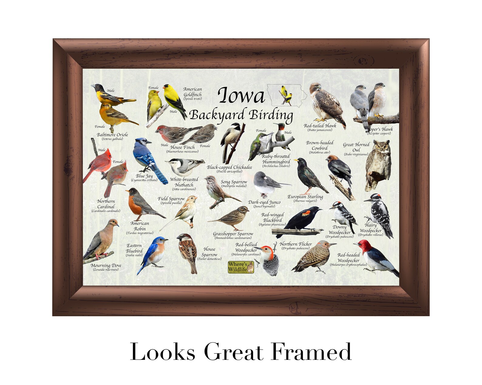 Birds of Iowa Backyard Birding Identification Picture Print / Great ...
