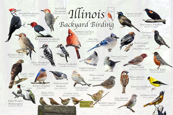 Birds of Illinois Backyard Birding Identification Picture - Etsy