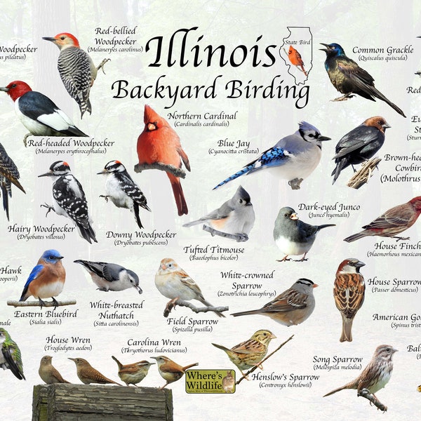 Birds of Illinois Poster - Etsy