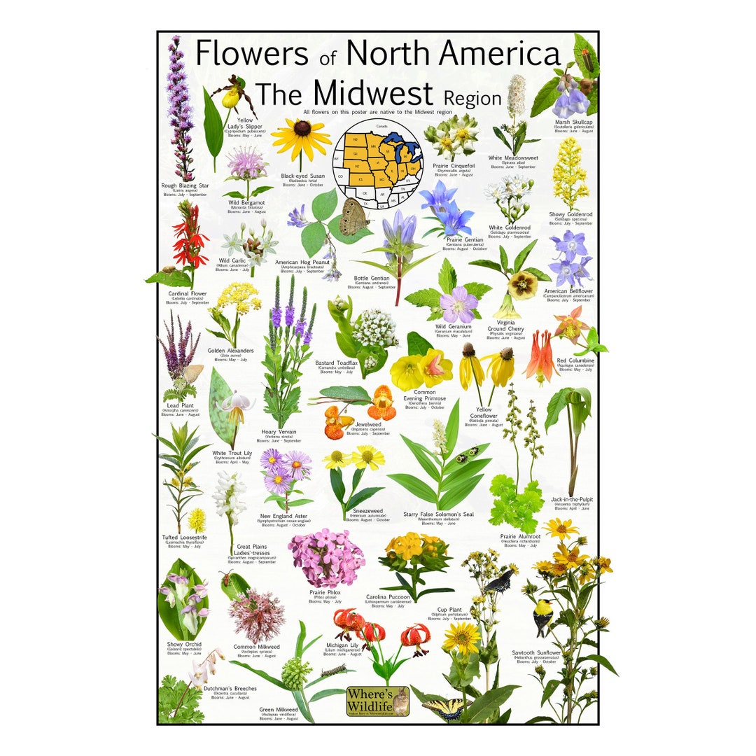 Flowers of North America the Midwest Region - Native Wildflower ...