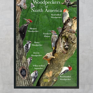 Woodpeckers of North America Woodpecker Identification Poster Print ...