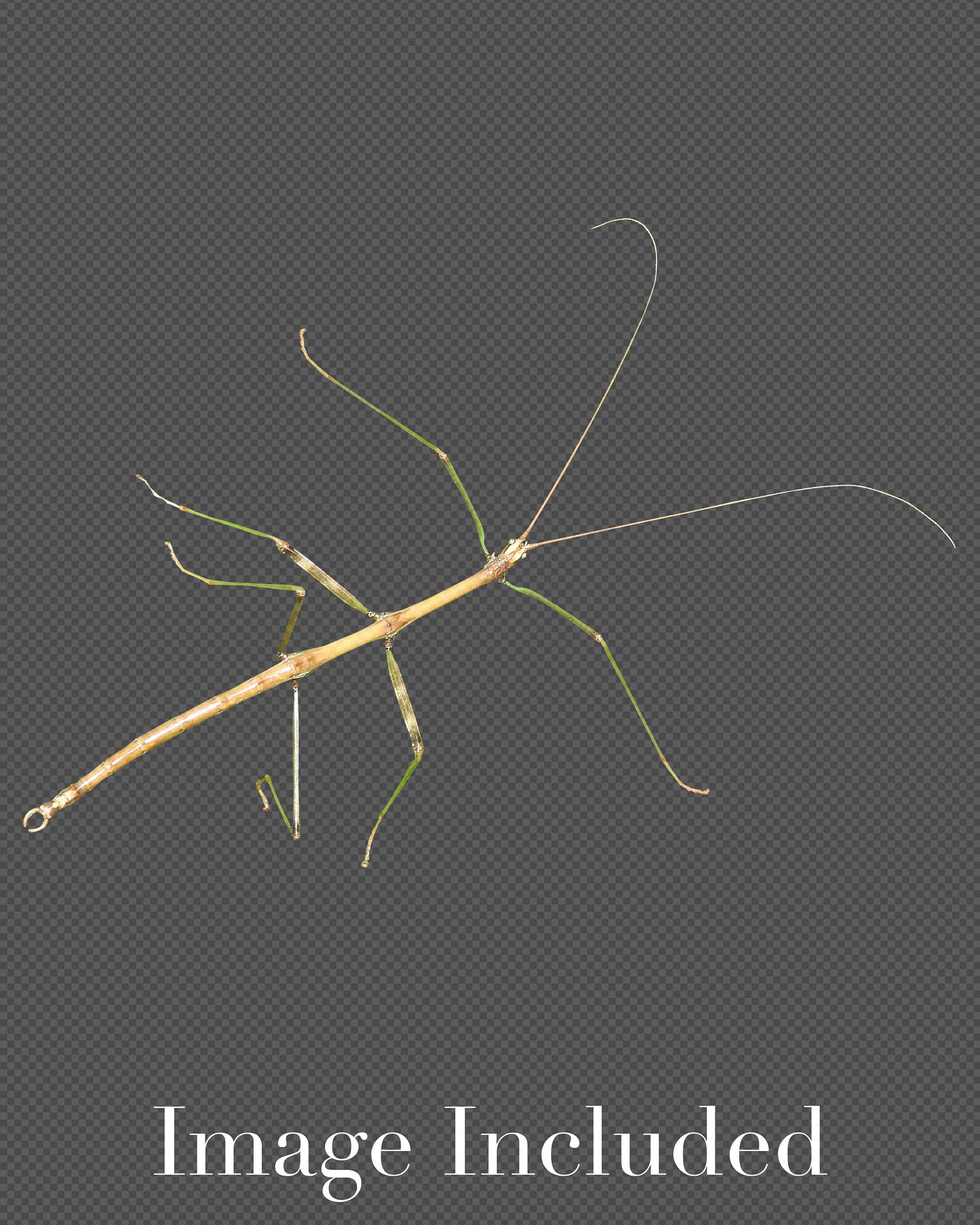 Walking Stick Bugs Clip Art set of 5 PNG Clipart With - Etsy