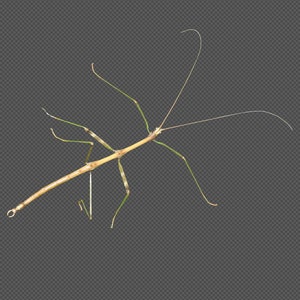 Walking Stick Bugs Clip Art (set of 5) PNG Clipart With Transparent ...