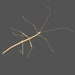 Walking Stick Bugs Clip Art set of 5 PNG Clipart With - Etsy