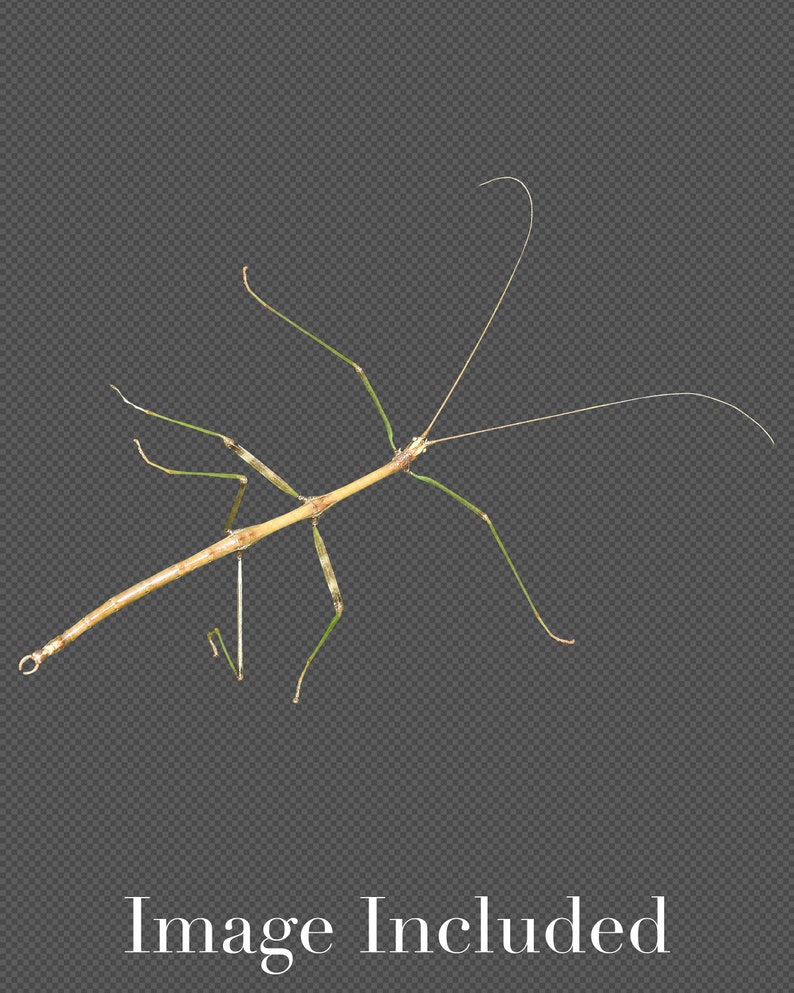 Walking Stick Bugs Clip Art (set of 5) PNG Clipart With Transparent ...