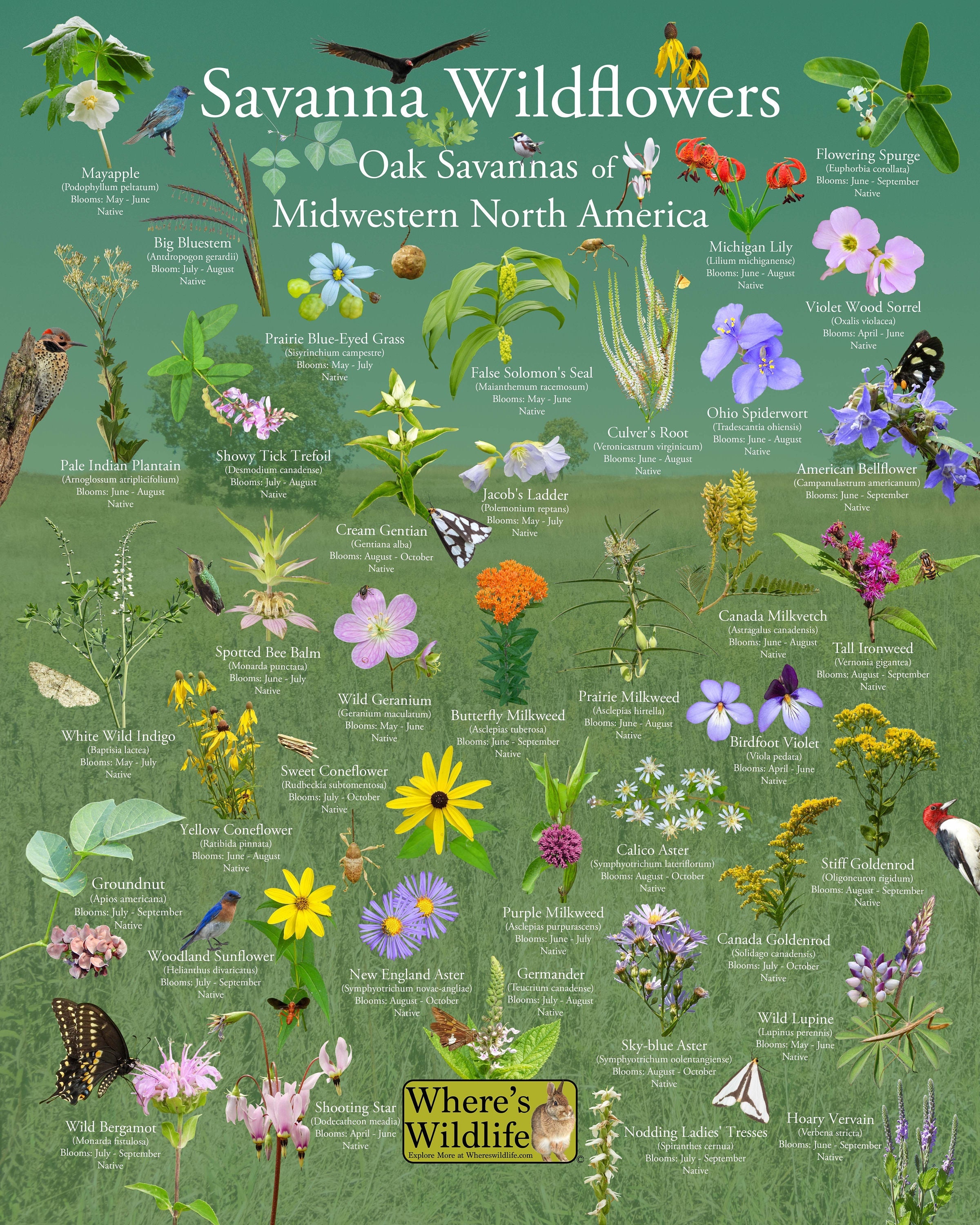 African Grasslands Plants