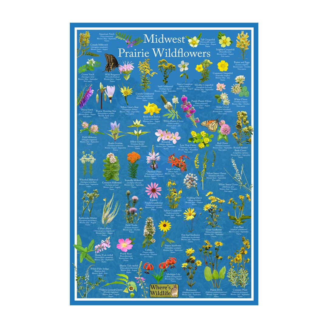 Midwest Prairie Wildflowers of North America Nature Poster / Wildflower ...