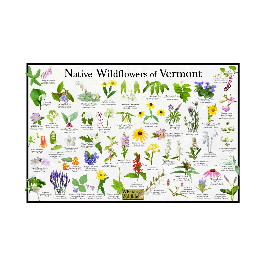 Native Wildflowers of Vermont / Flower Field Guide Providing Picture Identification / Flower ID ...