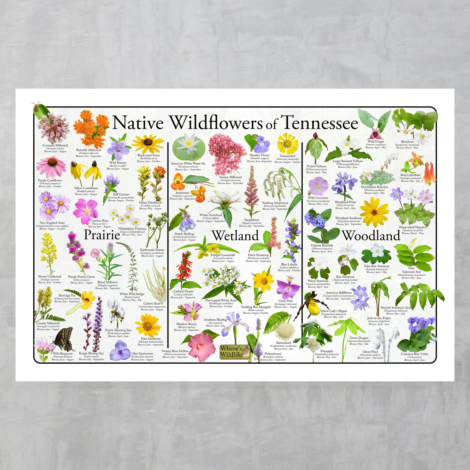 Native Wildflowers of Tennessee Flower Identification Poster Divided ...