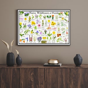 Native Wildflowers of Florida / State Flower Field Guide Poster Provide ...