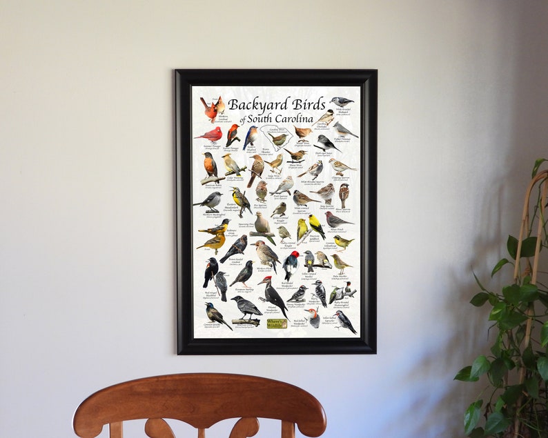 Birds of South Carolina Backyard Bird Identification Poster / - Etsy