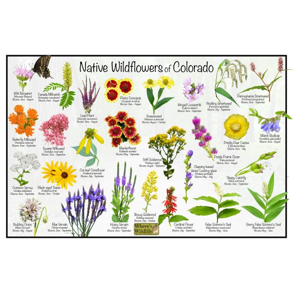 Native Wildflower of Colorado Poster - Etsy