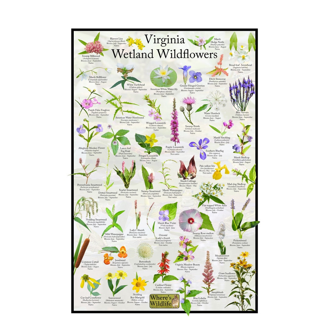 Virginia Wetland Wildflower Identification Poster / Wildflower Field ...