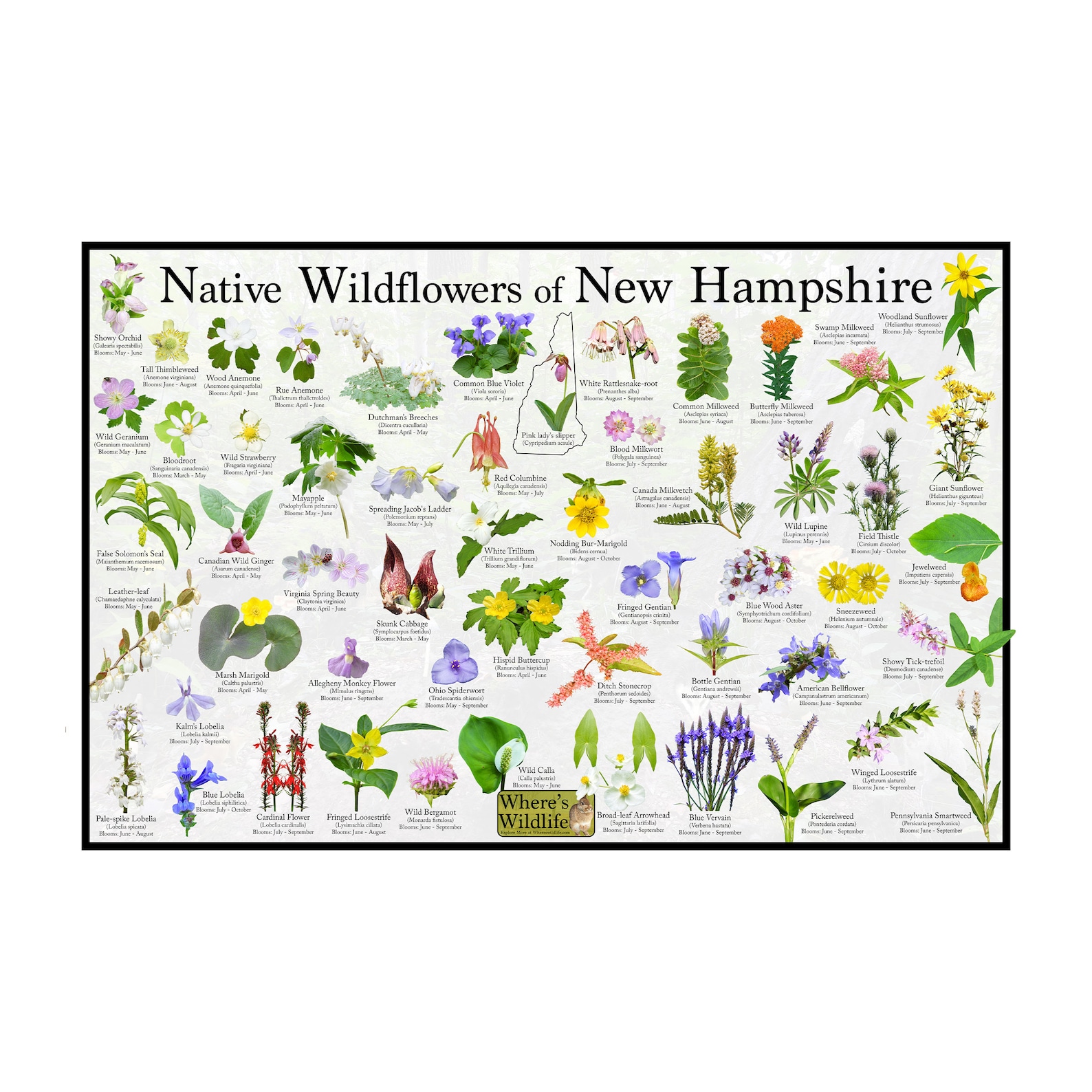 Native Wildflowers of New Hampshire / State Flower Field Guide - Etsy