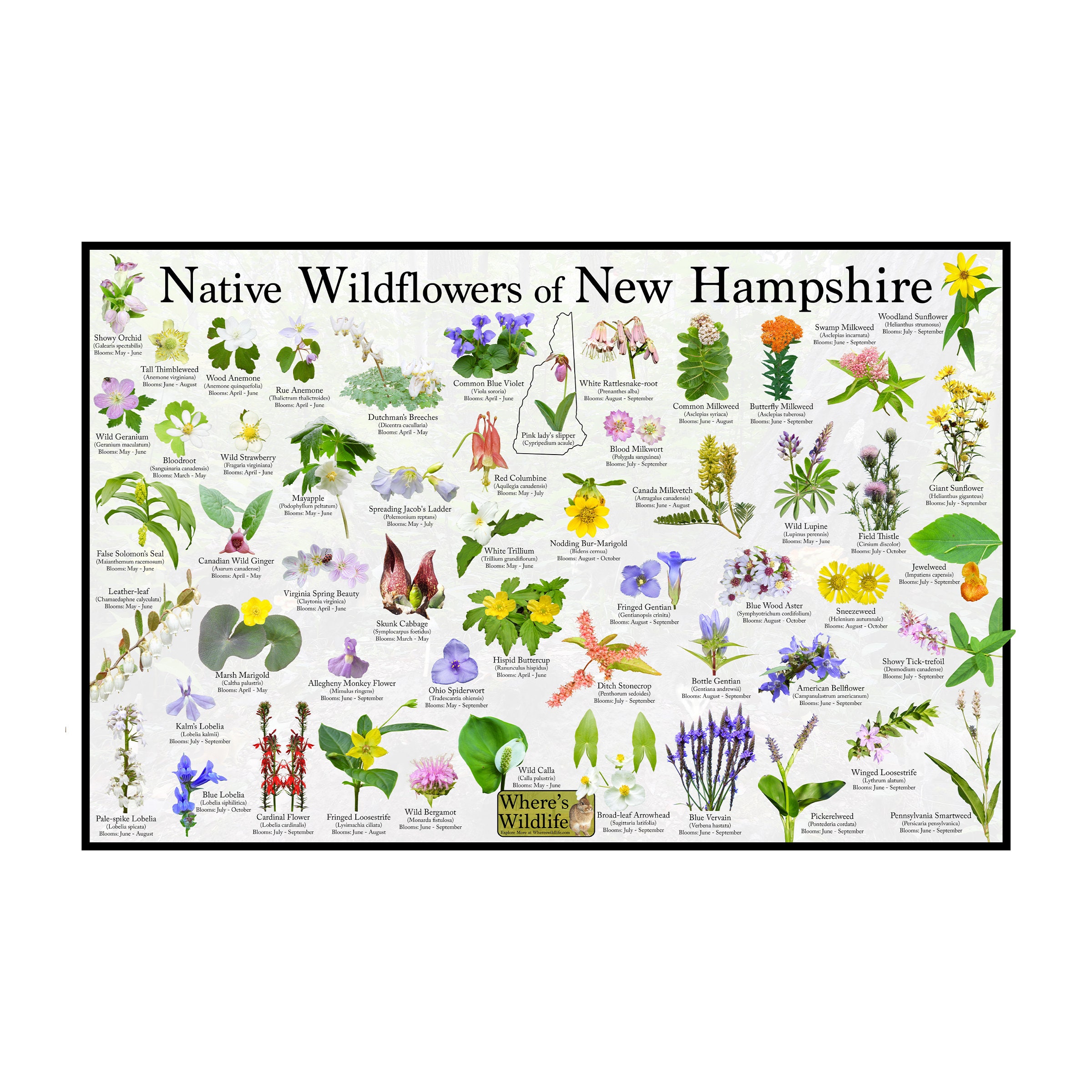 Native Wildflowers of New Hampshire / State Flower Field Guide - Etsy