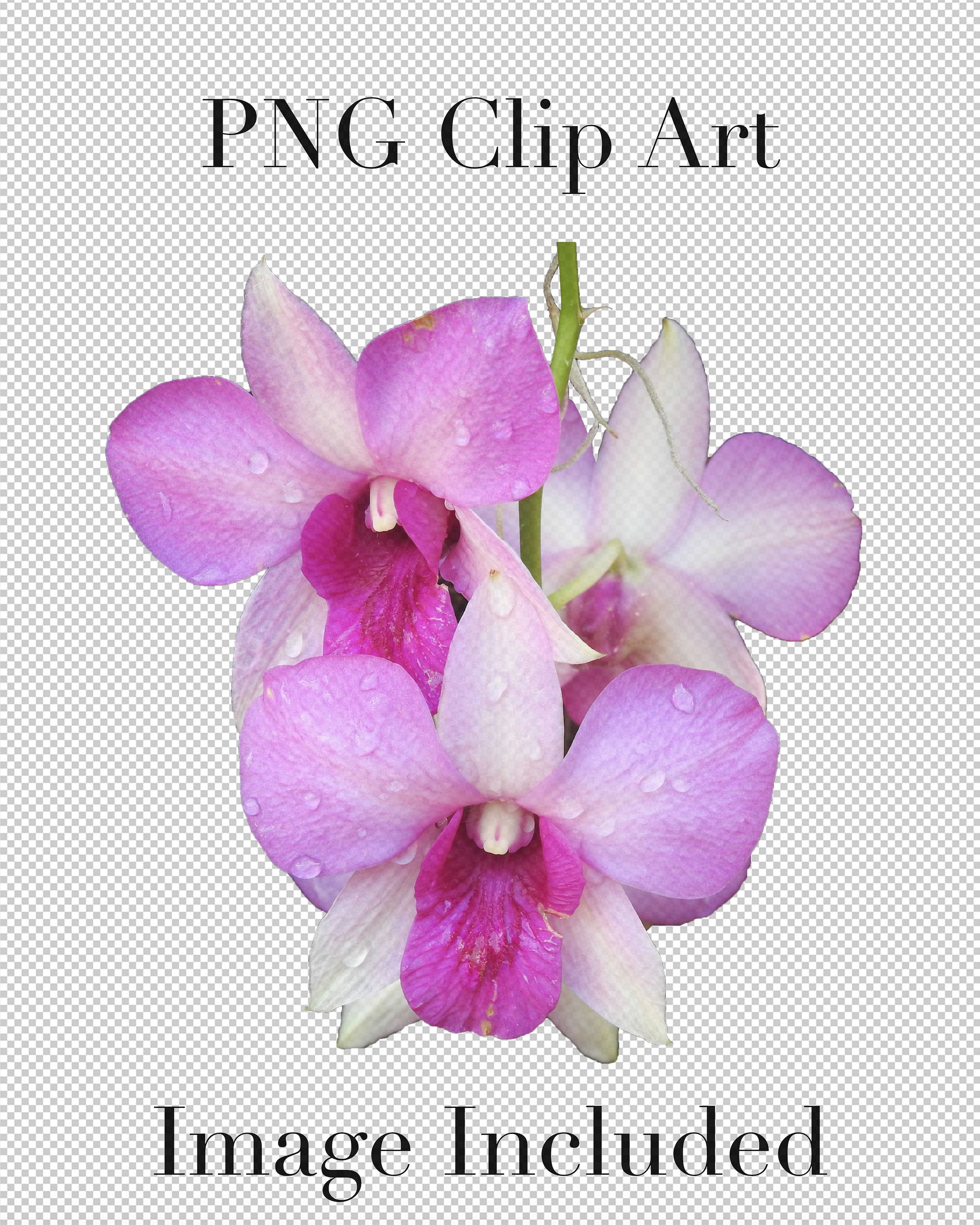 Orchid Flower Clip Art (set of 5) PNG Clipart With Transparent ...