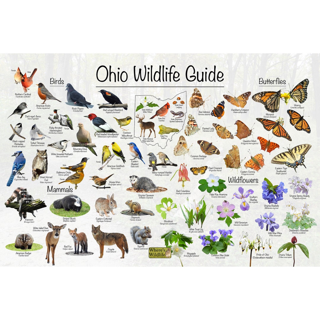 Ohio Wildlife Guide / Id's State Birds, Mammals, Wildflowers, and ...