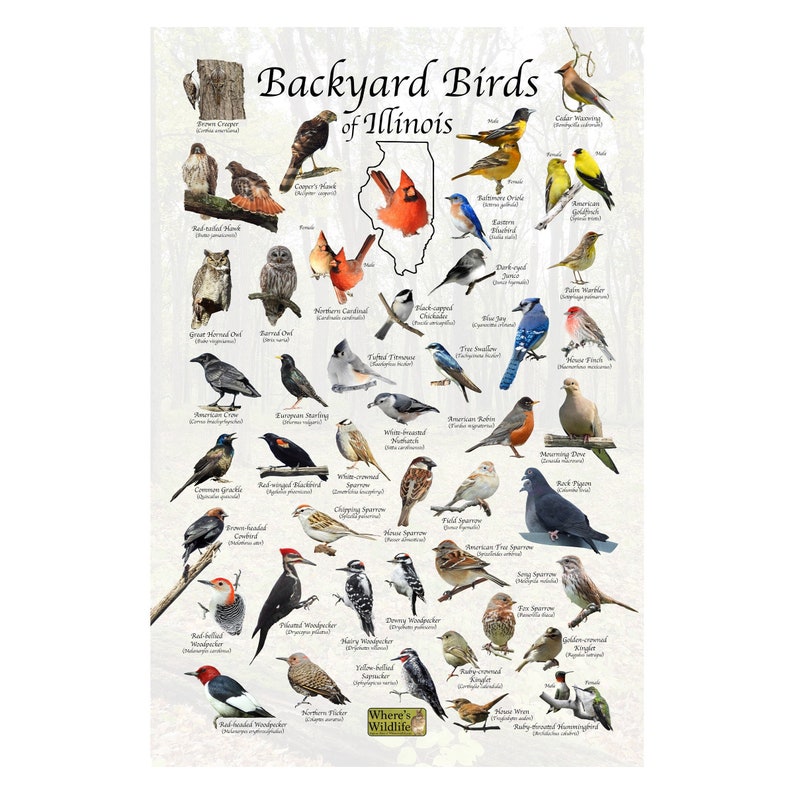 Backyard Birds of Illinois Bird Identification Poster / Bird - Etsy