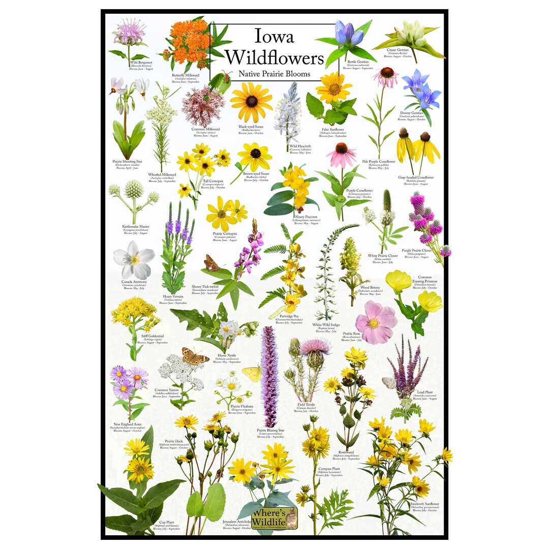 Iowa Wildflowers - Native Prairie Blooms Poster | Iowa's Prairie ...