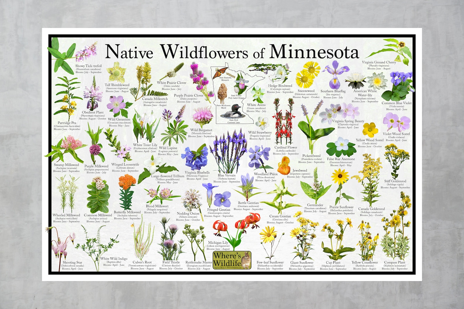 Native Wildflowers of Minnesota / State Flower Field Guide Providing ...