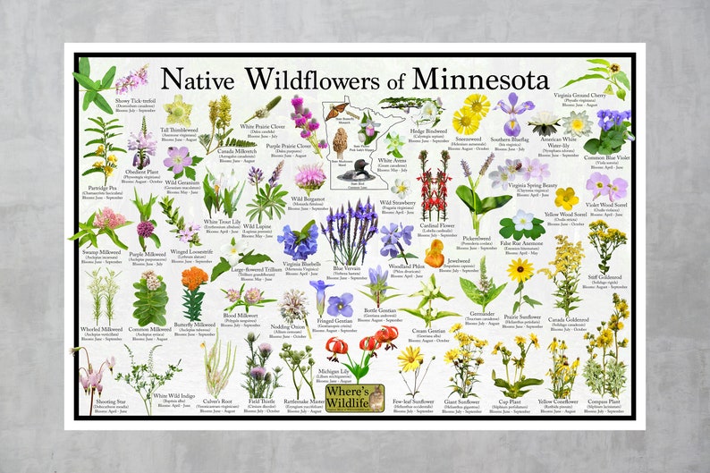Native Wildflowers of Minnesota / State Flower Field Guide Providing ...