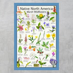 Native North America Marsh Wildflowers Flower Identification Poster ...