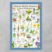 Native North America Marsh Wildflowers Flower Identification Poster ...