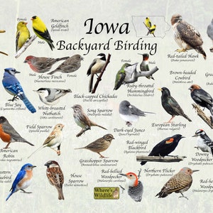 Birds of Iowa Backyard Birding Identification Picture Print / Great ...
