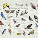 Birds of Iowa Backyard Birding Identification Picture Print / Great ...