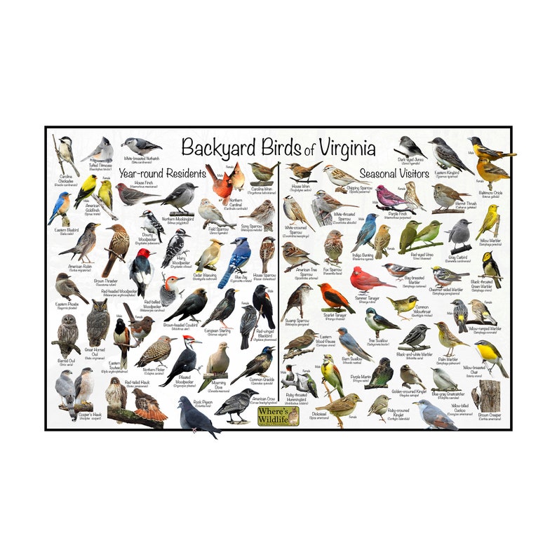 Backyard Birds of Virginia Bird Identification Poster Divided Into Year ...