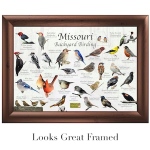 Birds of Missouri Backyard Birding Identification Picture Print / Great ...